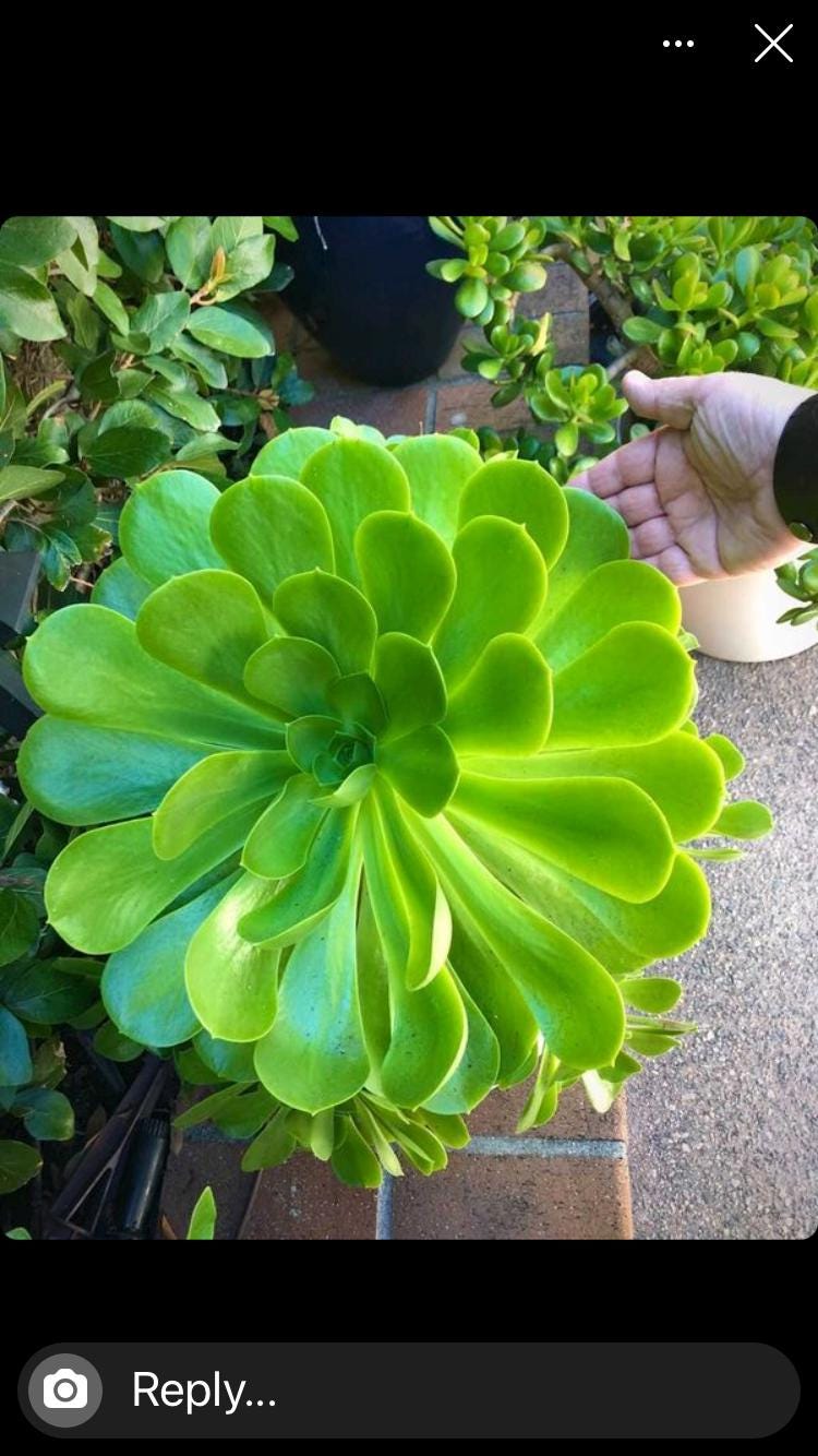 Qty 3 Giant Aeonium ‘arboreum’ Mature Cuttings Collectors Specimen ...