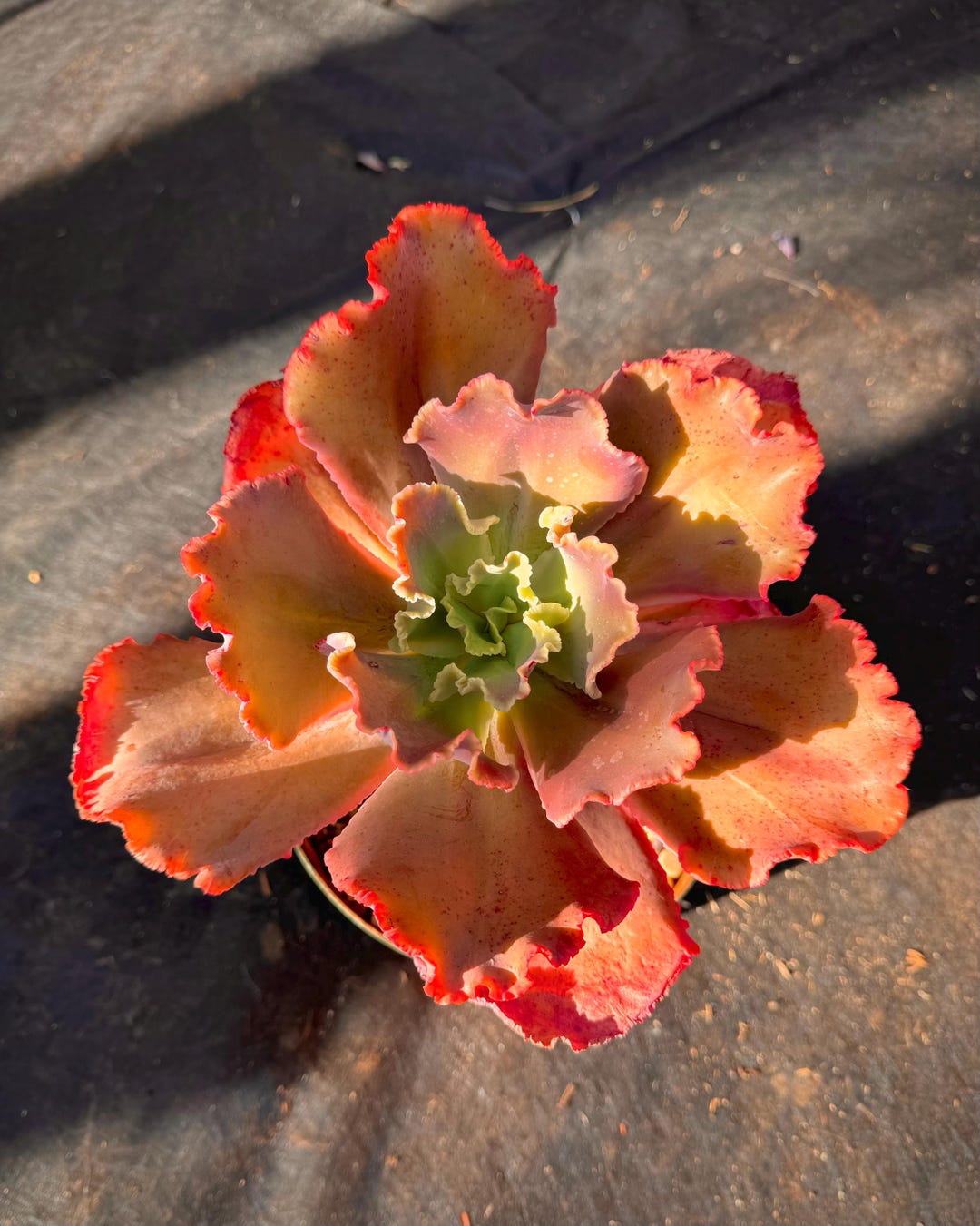 Huge Mature Coral Glow Gibbiflora Rare Echeveria Naturally Grown ...