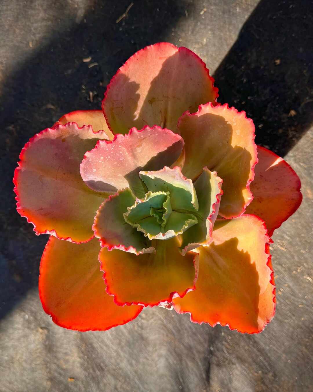 Gigantic Mature Electric Glow Rare Gibbiflora Naturally Grown Succulent ...
