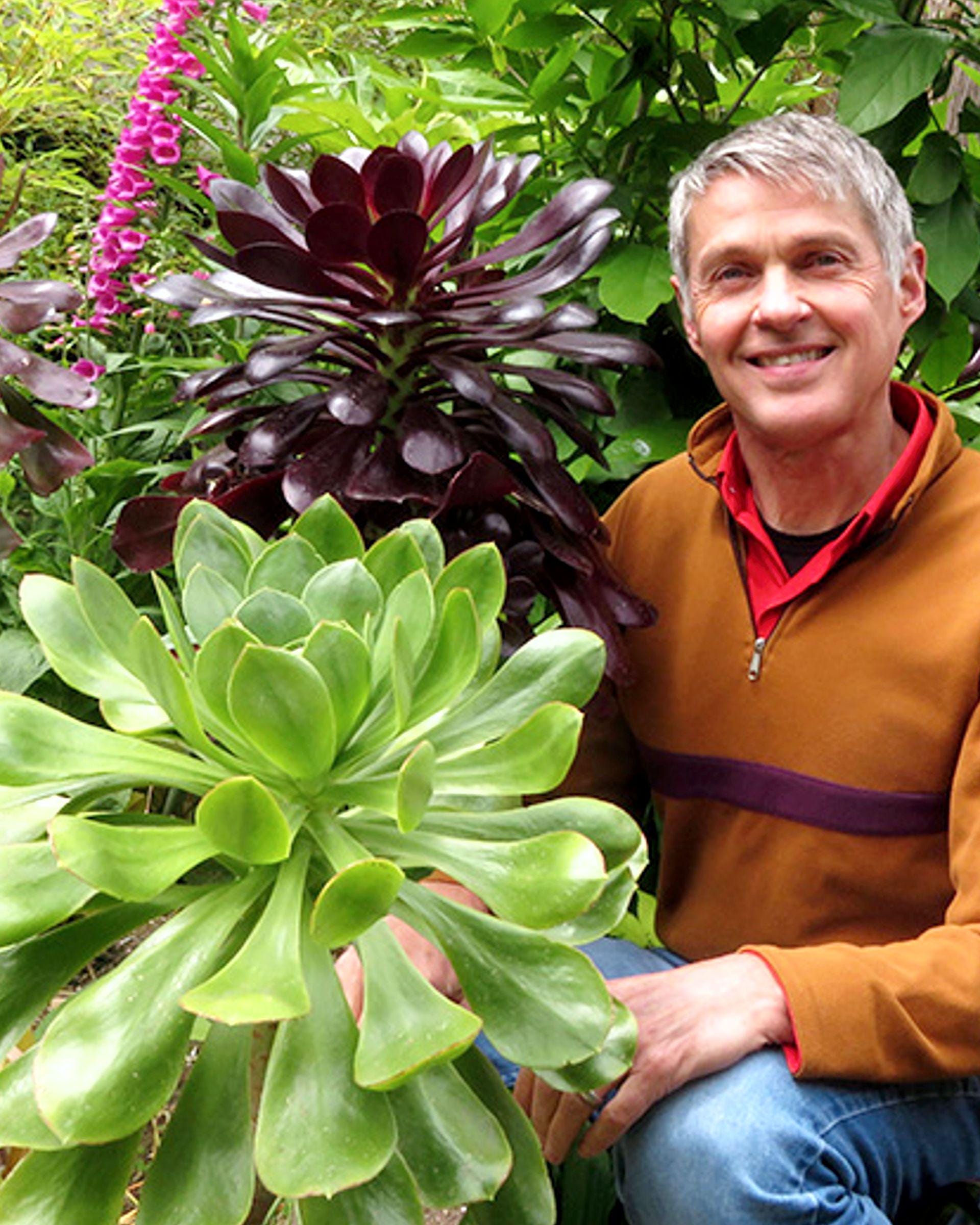 Qty 3 Giant Aeonium ‘arboreum’ Mature Cuttings Collectors Specimen ...
