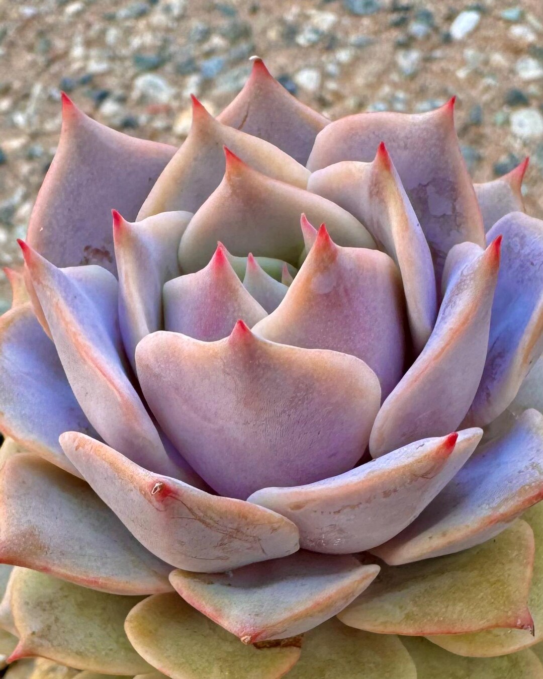 Mature Pink Diamond Large Rare Renee O'connell Echeveria Succulent ...