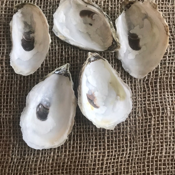 Oyster Shells Bulk - Etsy