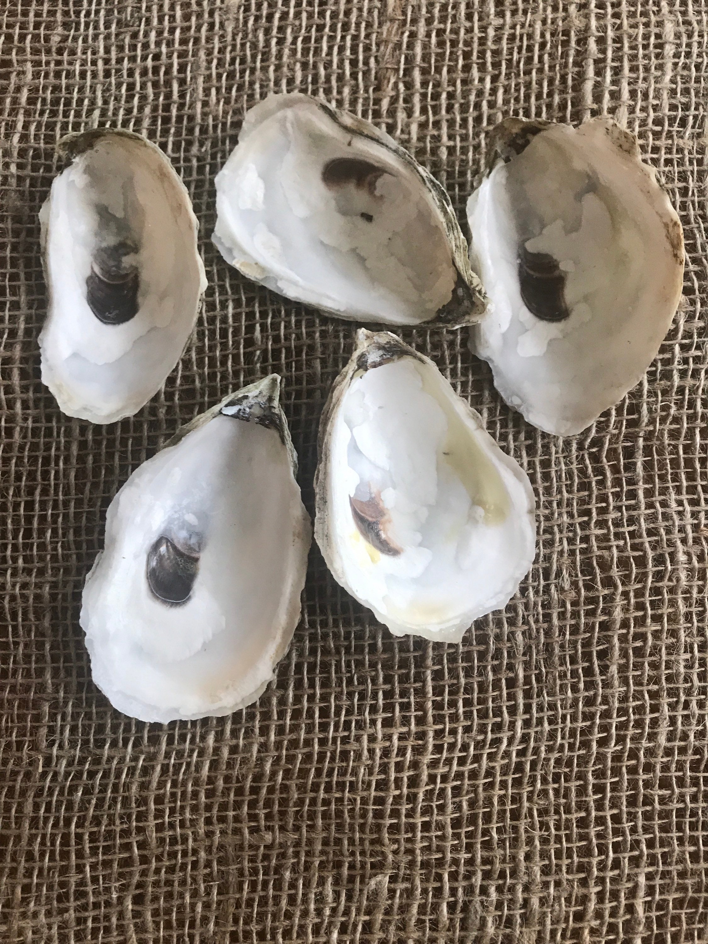 Oyster Shells - Etsy