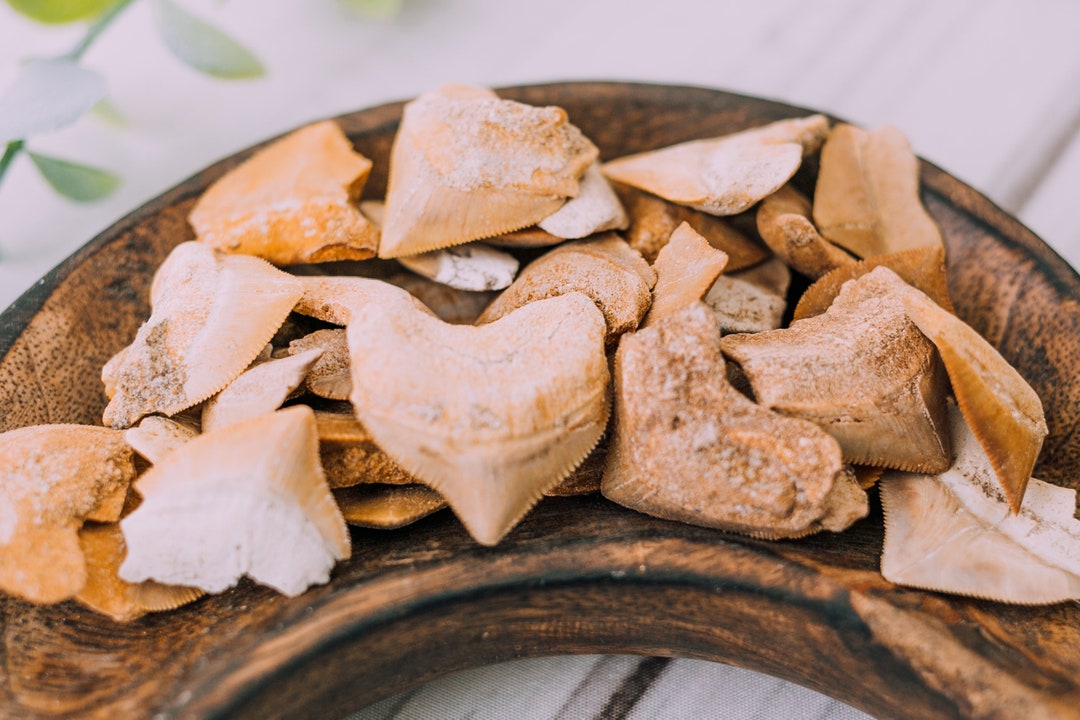 Bulk Corax Fossil Sharks Teeth - Fossilized Corax Shark Teeth - 4 Oz, 8 ...