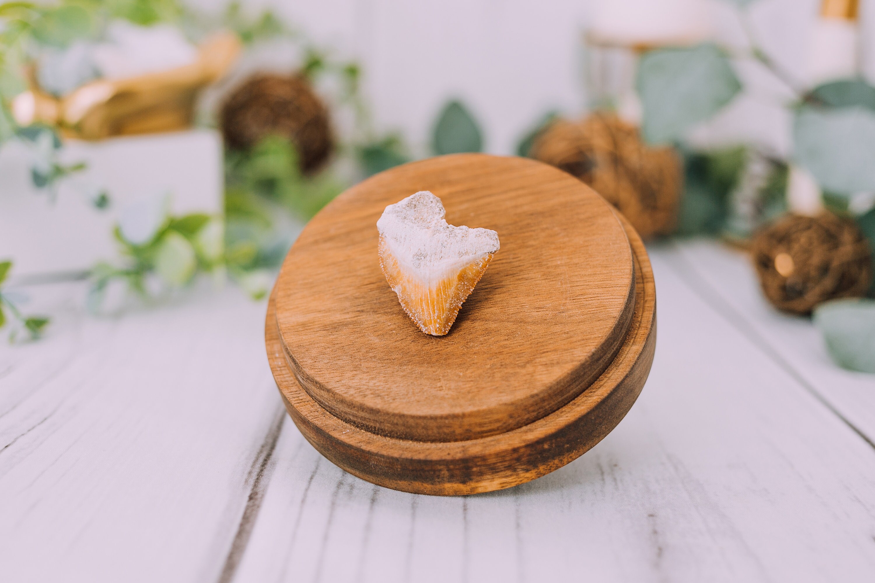 Bulk Corax Fossil Sharks Teeth Fossilized Corax Shark Teeth - Etsy