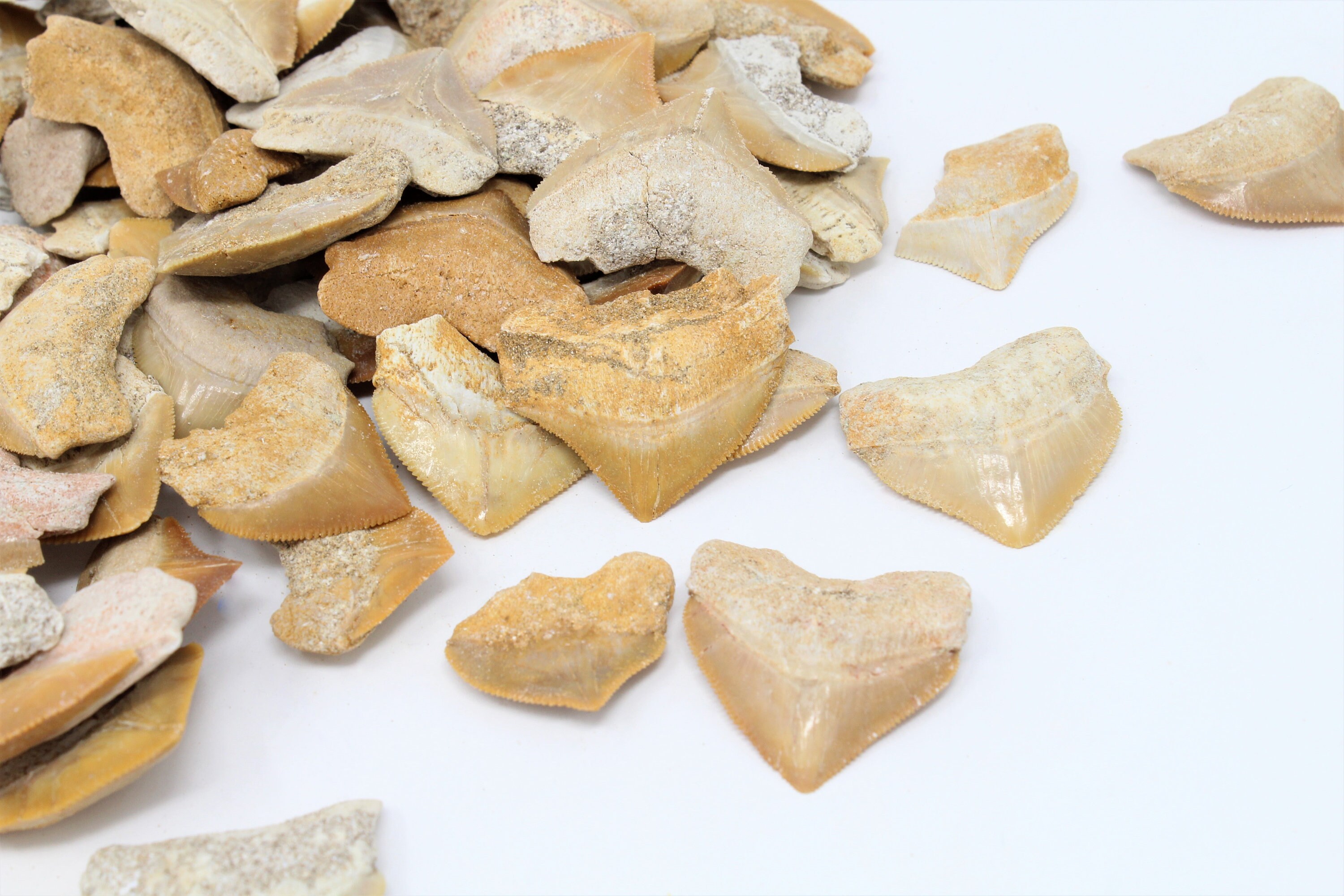 Bulk Corax Fossil Sharks Teeth Fossilized Corax Shark Teeth | Etsy