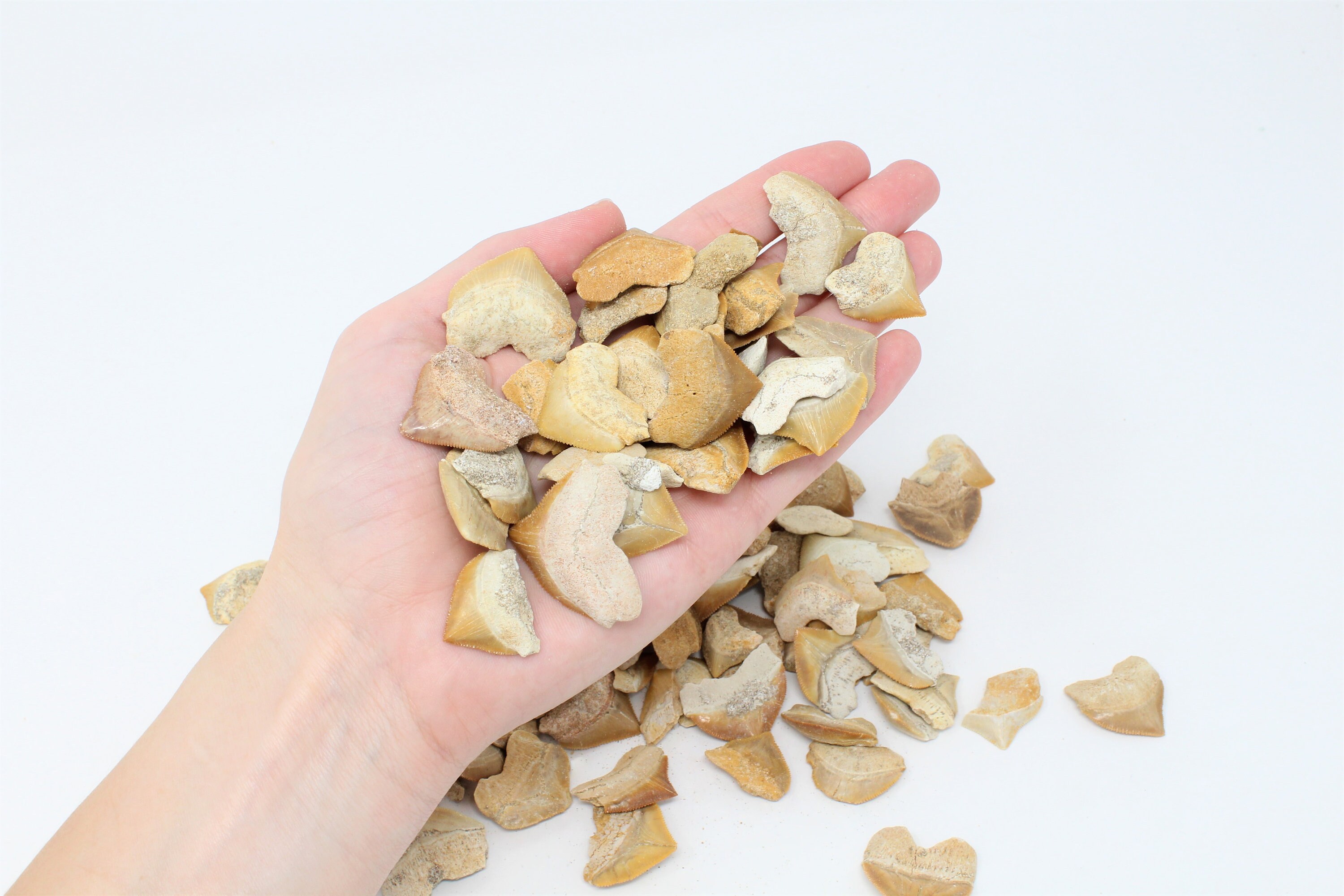 Bulk Corax Fossil Sharks Teeth Fossilized Corax Shark Teeth | Etsy