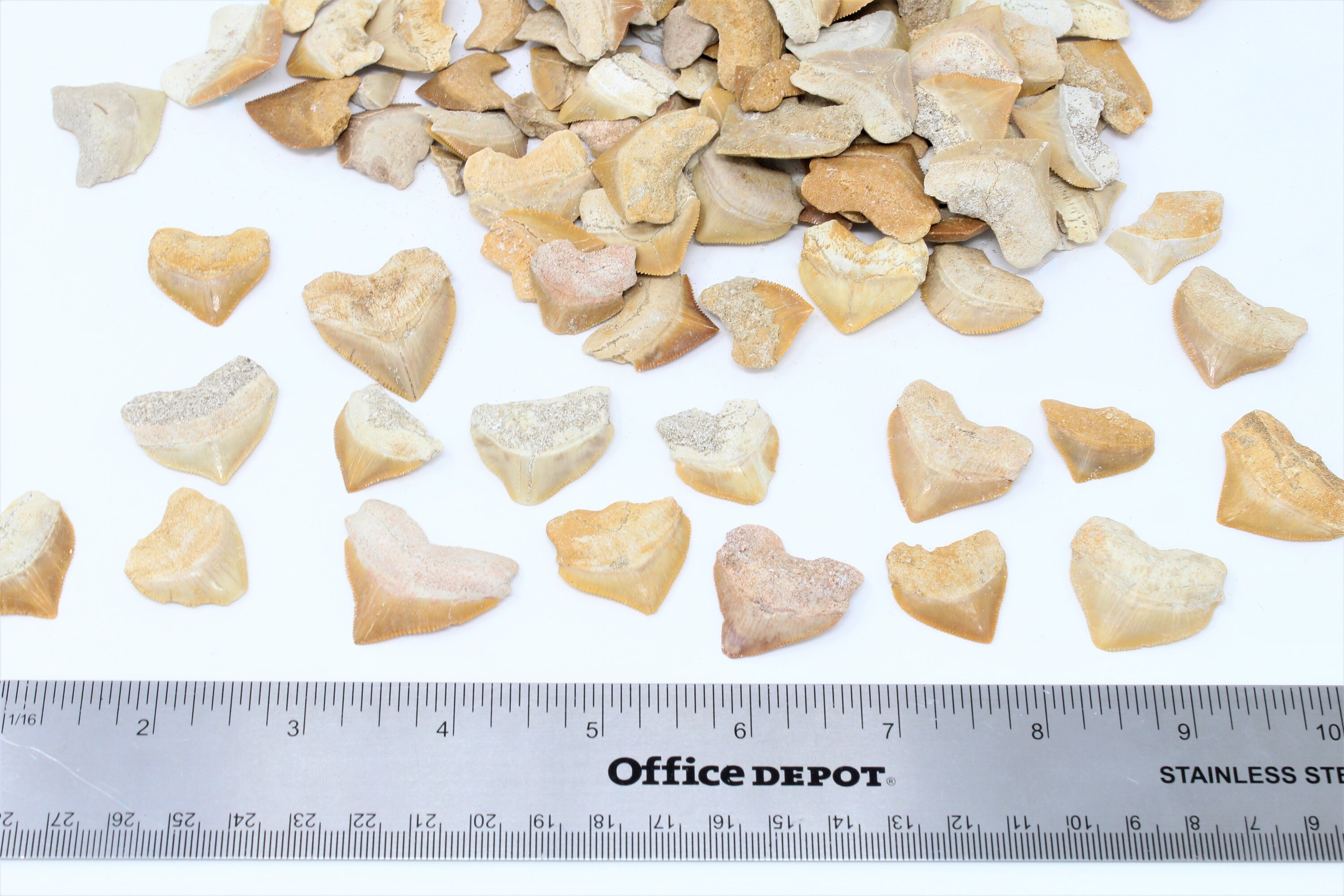 Bulk Corax Fossil Sharks Teeth Fossilized Corax Shark Teeth | Etsy