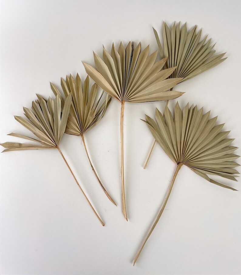 Dried Sun Palms - Etsy