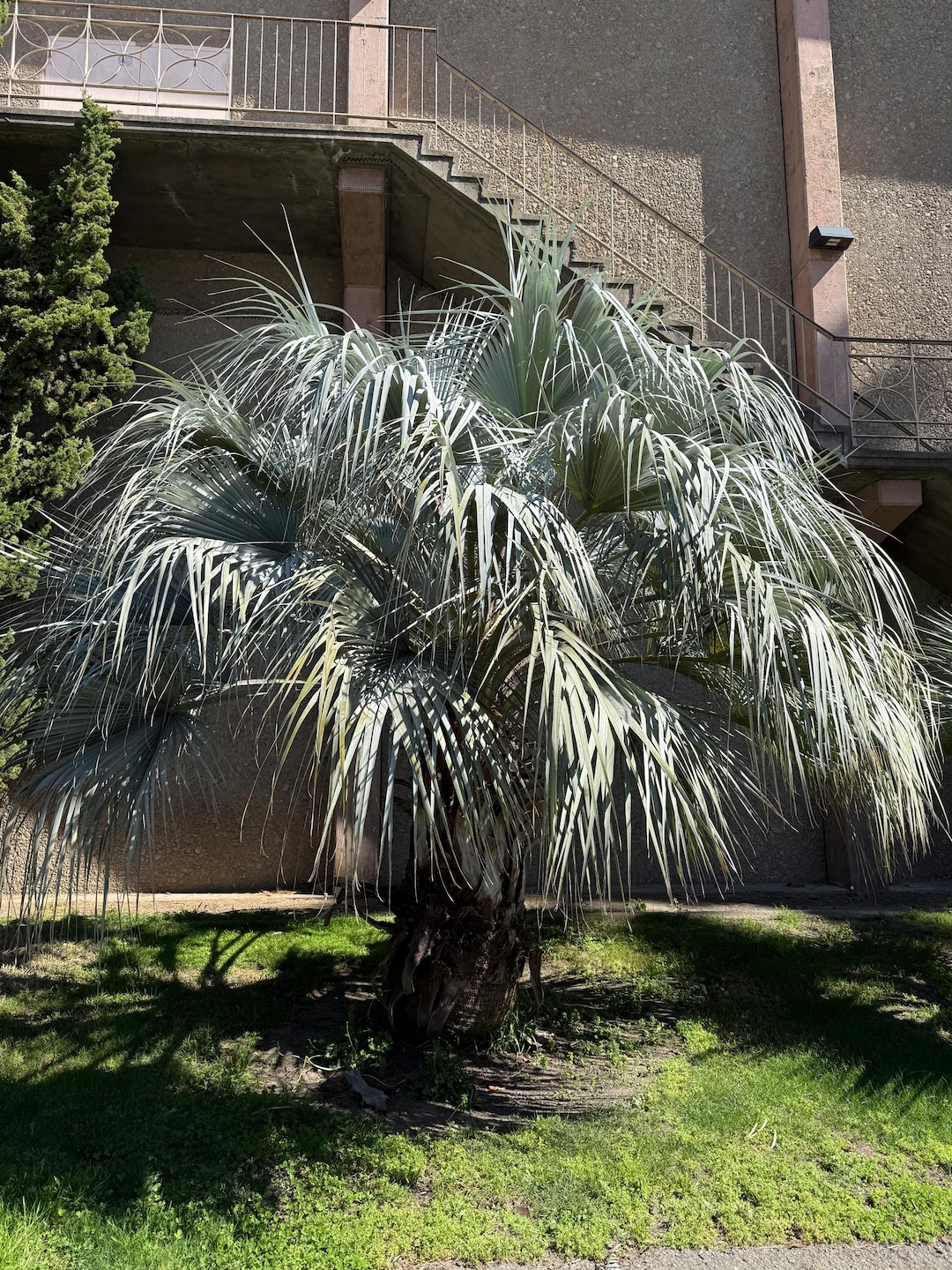 Blue Brahea Clara Armata Palm Tree Seeds 5 Sprouted Seeds - Etsy