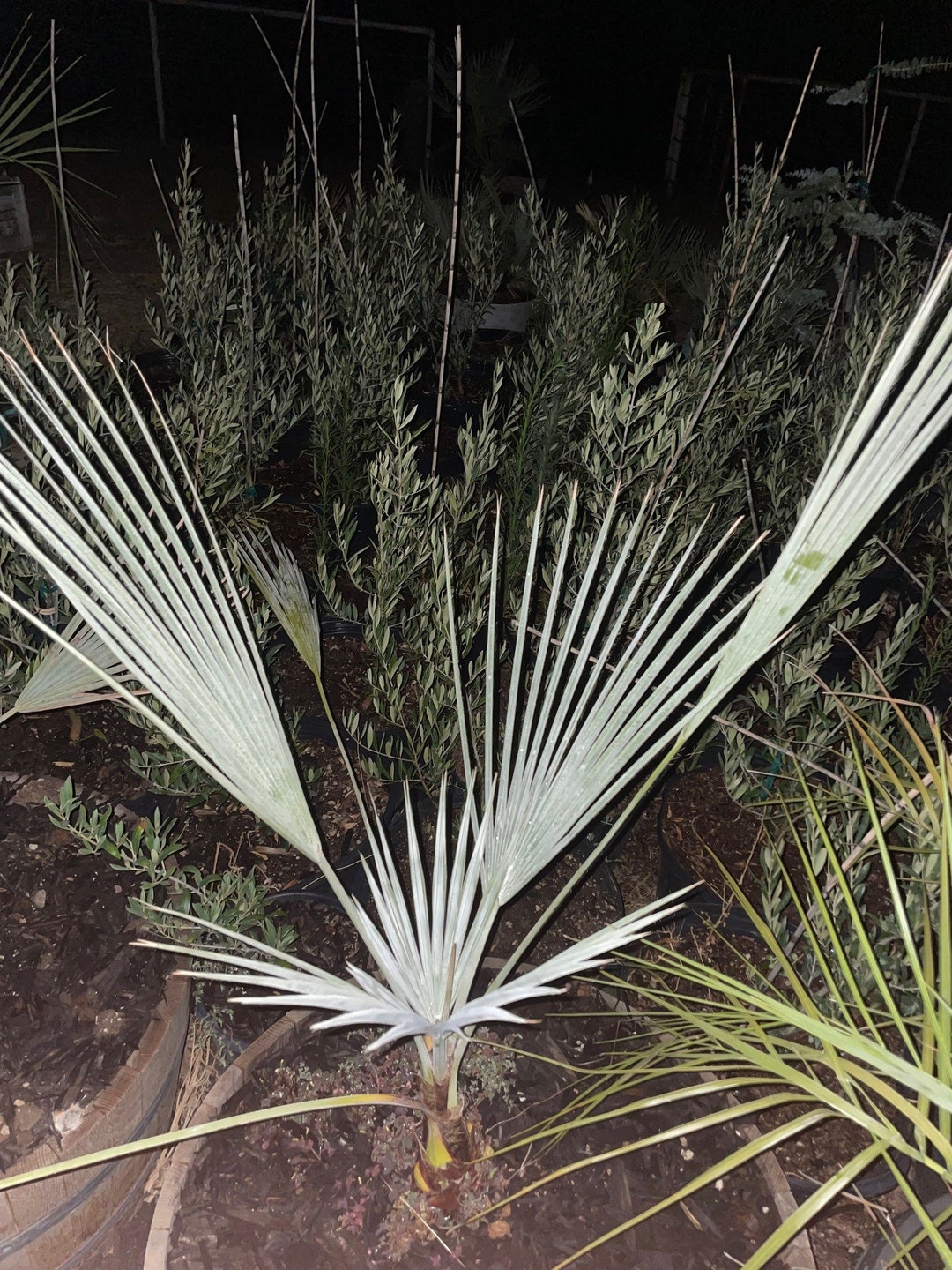 Silver Blue Brahea Clara Rare Cold Hardy Palm Tree 10 Seeds - Etsy