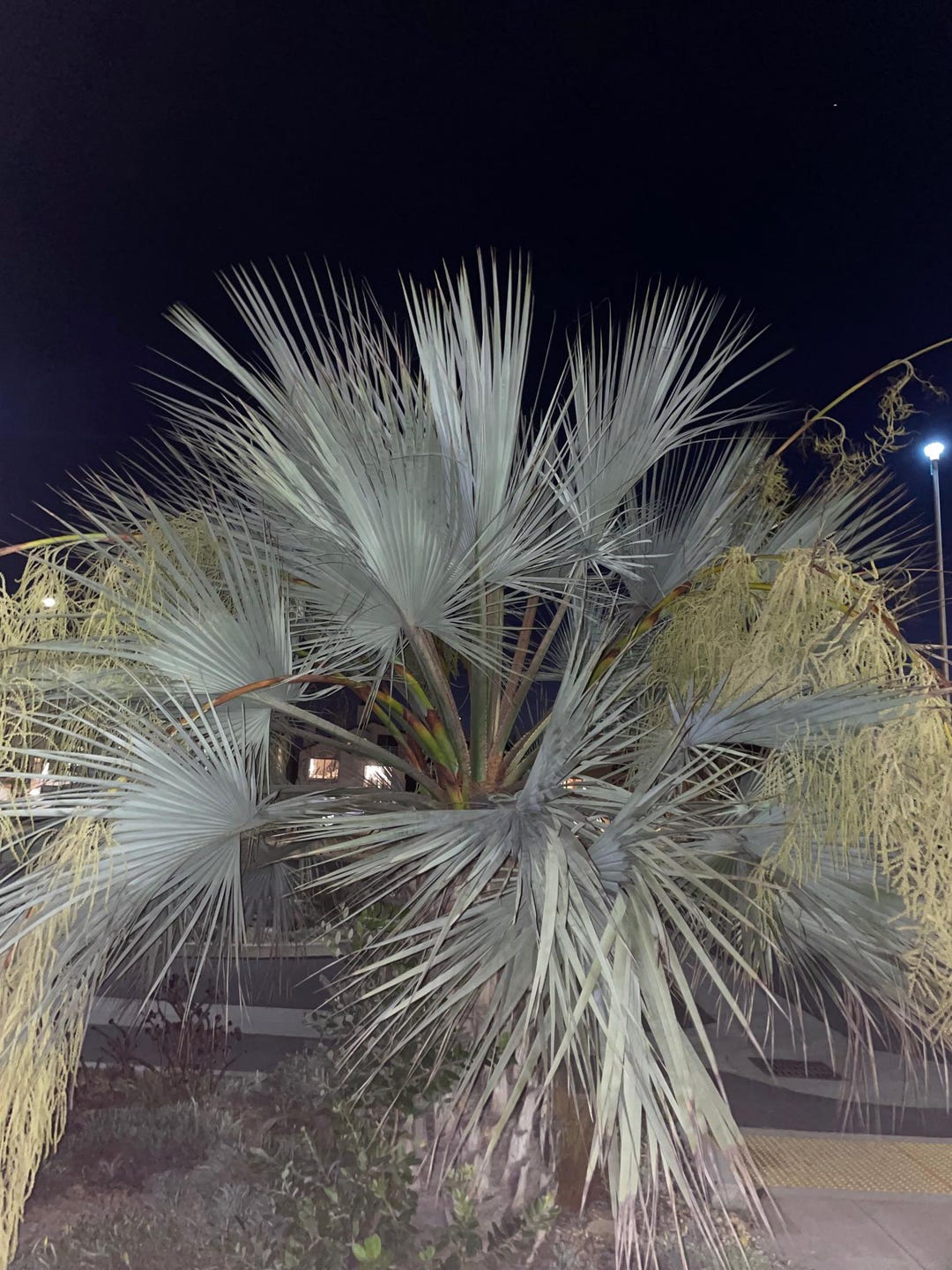 Blue Brahea Clara Armata Palm Tree Seeds 5 Sprouted Seeds - Etsy