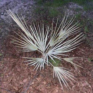 Blue Brahea Clara Armata Palm Tree Seeds 5 Sprouted Seeds - Etsy