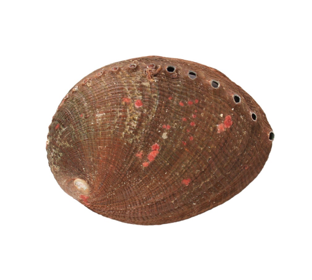 Abalone Shell for Smudging Incense and Decor - Etsy