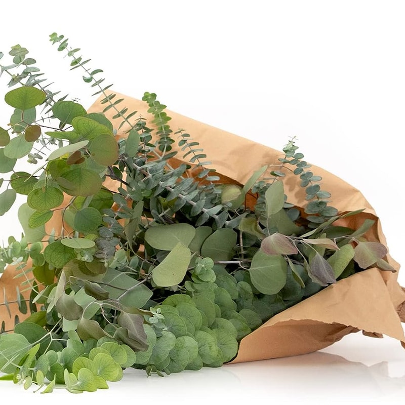 Dried Greenery - Etsy