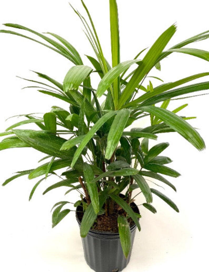 Lady Palm Rhapis Excelsa Indoor Queen Palm - Etsy
