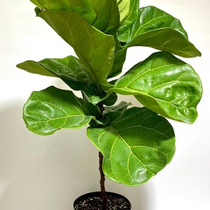 Ficus Lyrata Tree Form Single Stem, Fiddle Leaf Fig Tree - Etsy