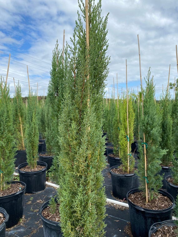 Miniature Italian Cypress Trees