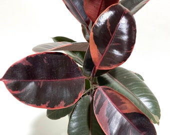 Rubber Tree Ruby | Etsy