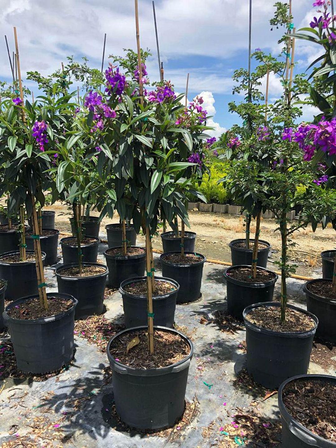Purple Glory Flowering Tree Tibouchina - Etsy