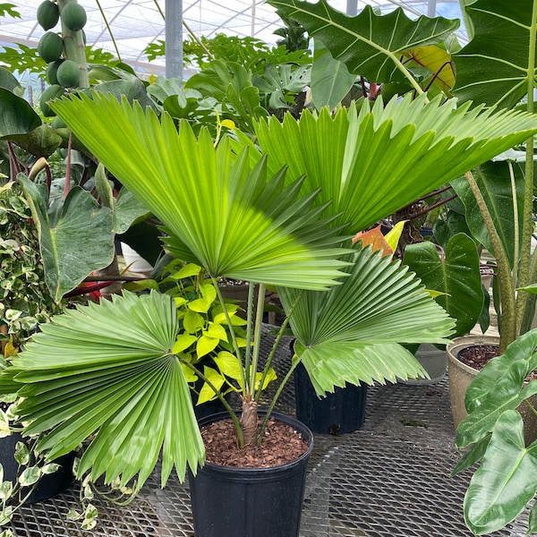 Licuala Palm - Etsy