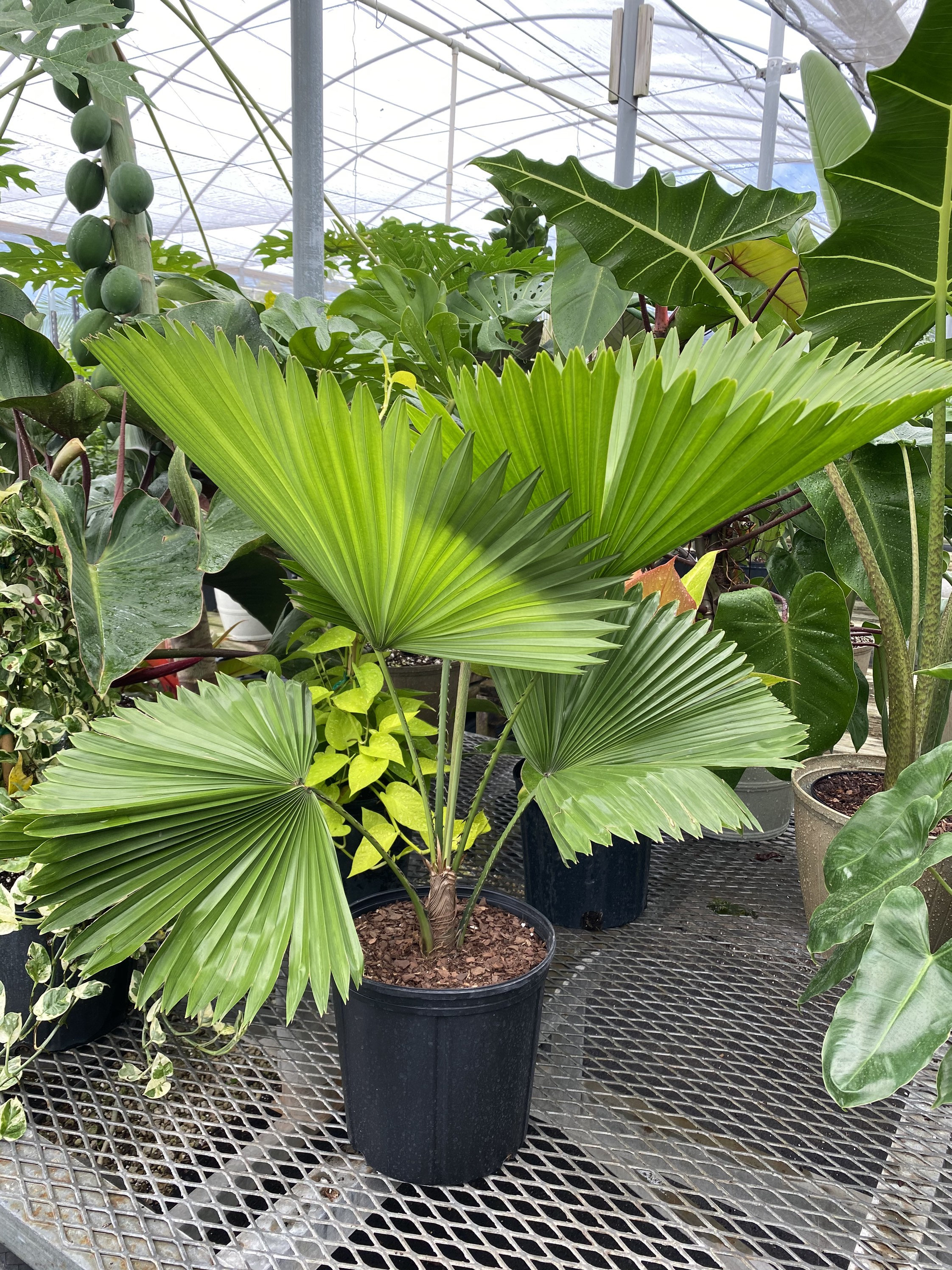 Palm Licuala Grandís 2gal Pot 27-32in Overall Height Live - Etsy