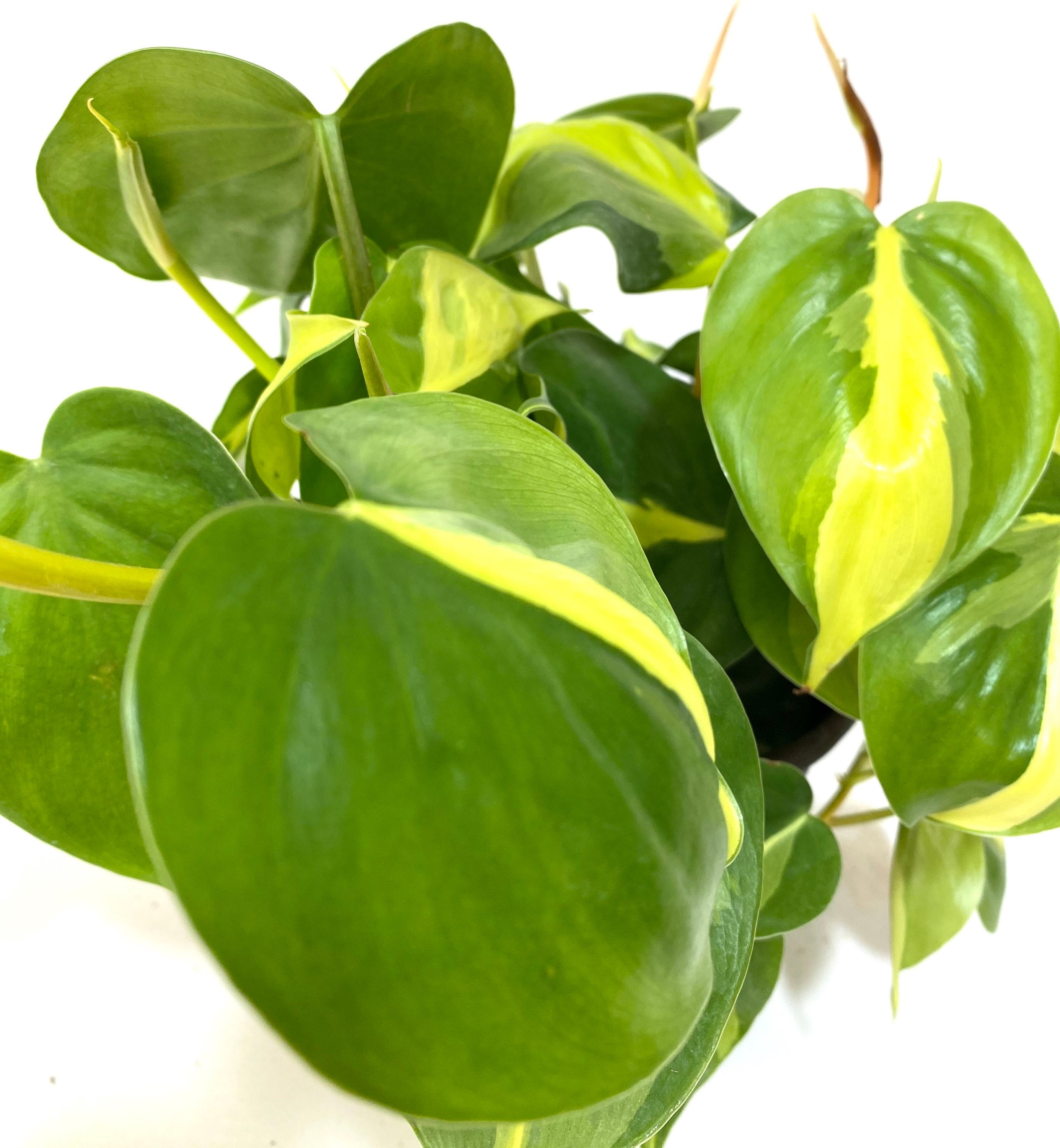 Philodendron Brazil in Trellis Live Tropical Plant Vine - Etsy