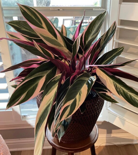 Stromanthe Tricolor Live Prayer Plant - Etsy