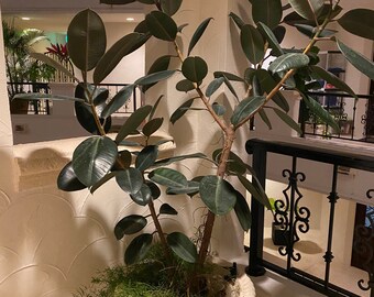 Ficus Ruby Tree Form 2-stem Rubber Tree Live Plant Indoor Air | Etsy