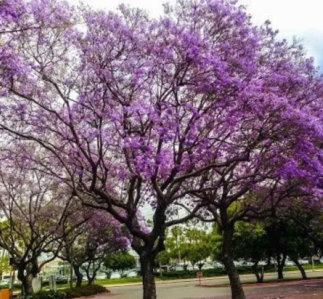 Jacaranda Tree Mimosifolia - Etsy