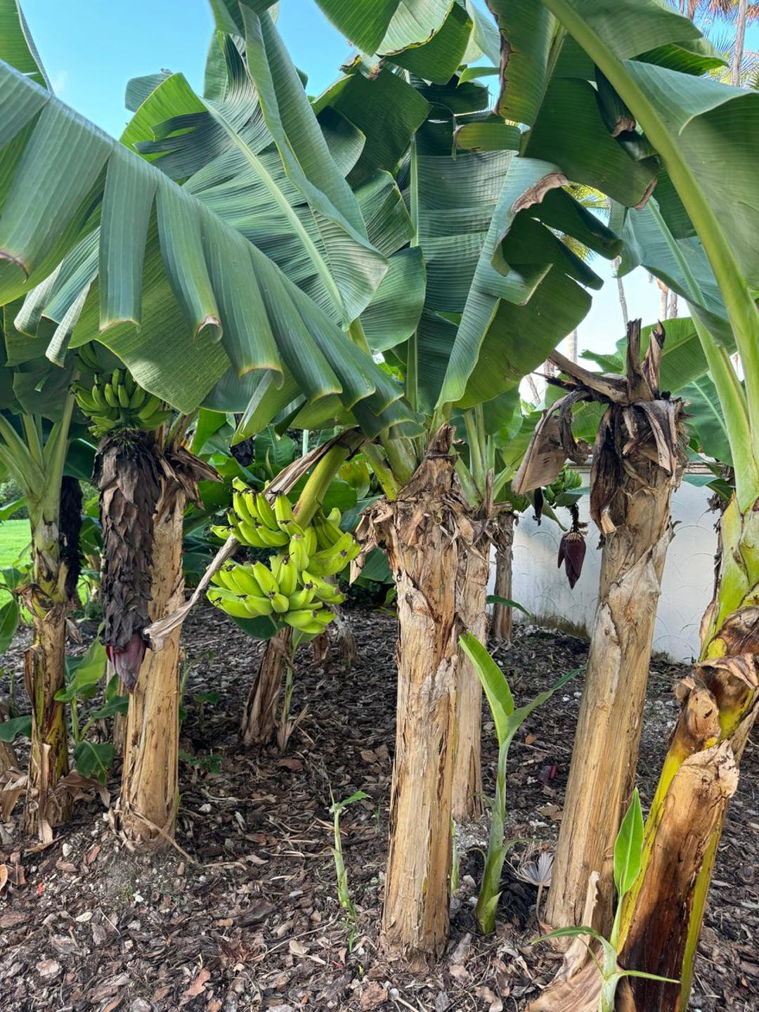 Ice Cream Banana Tree Musa Blue Java, Cold Hardy Banana Tree - Etsy