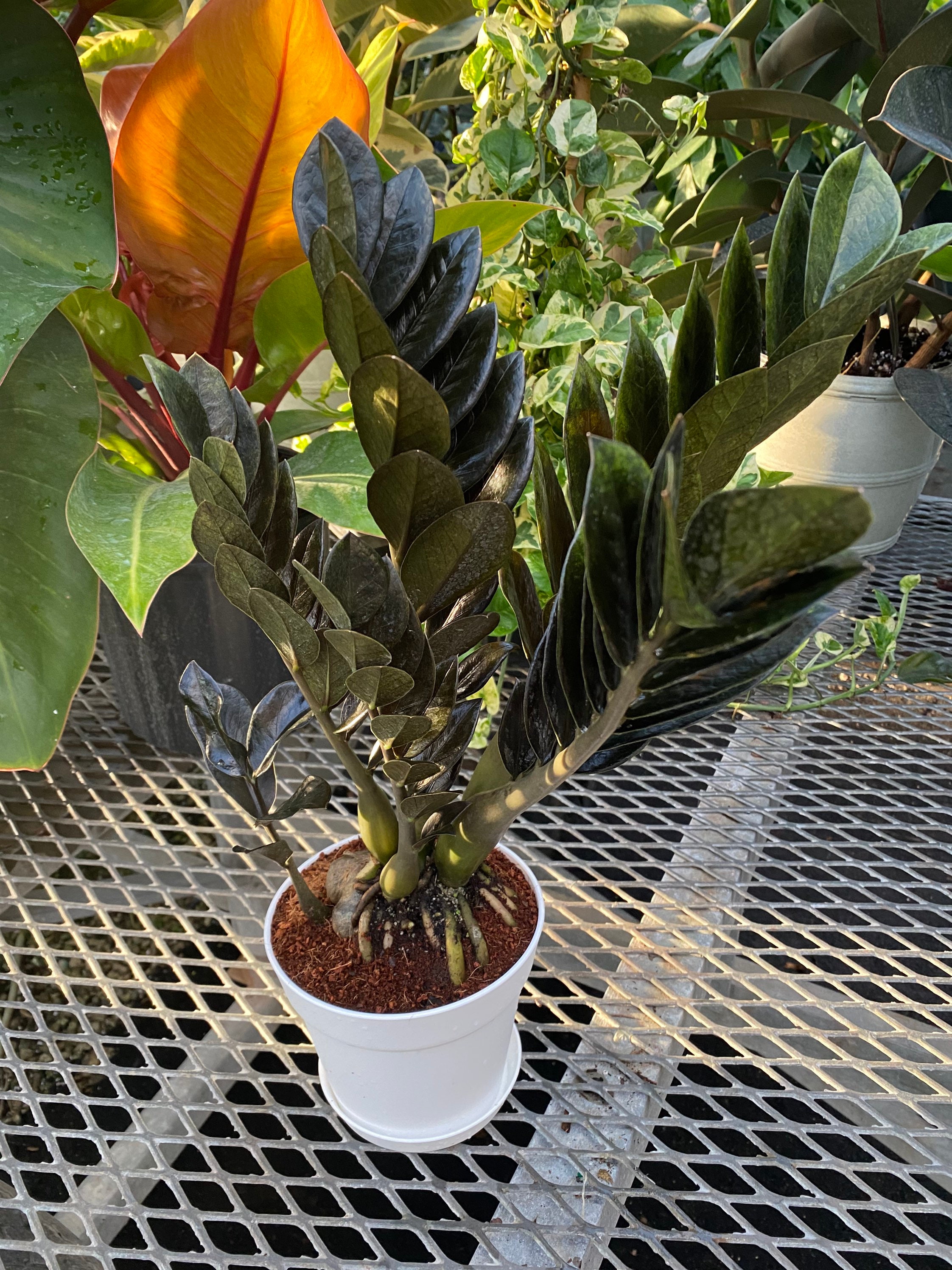 ZZ Plant Black Raven, Live Indoor Plant - Etsy