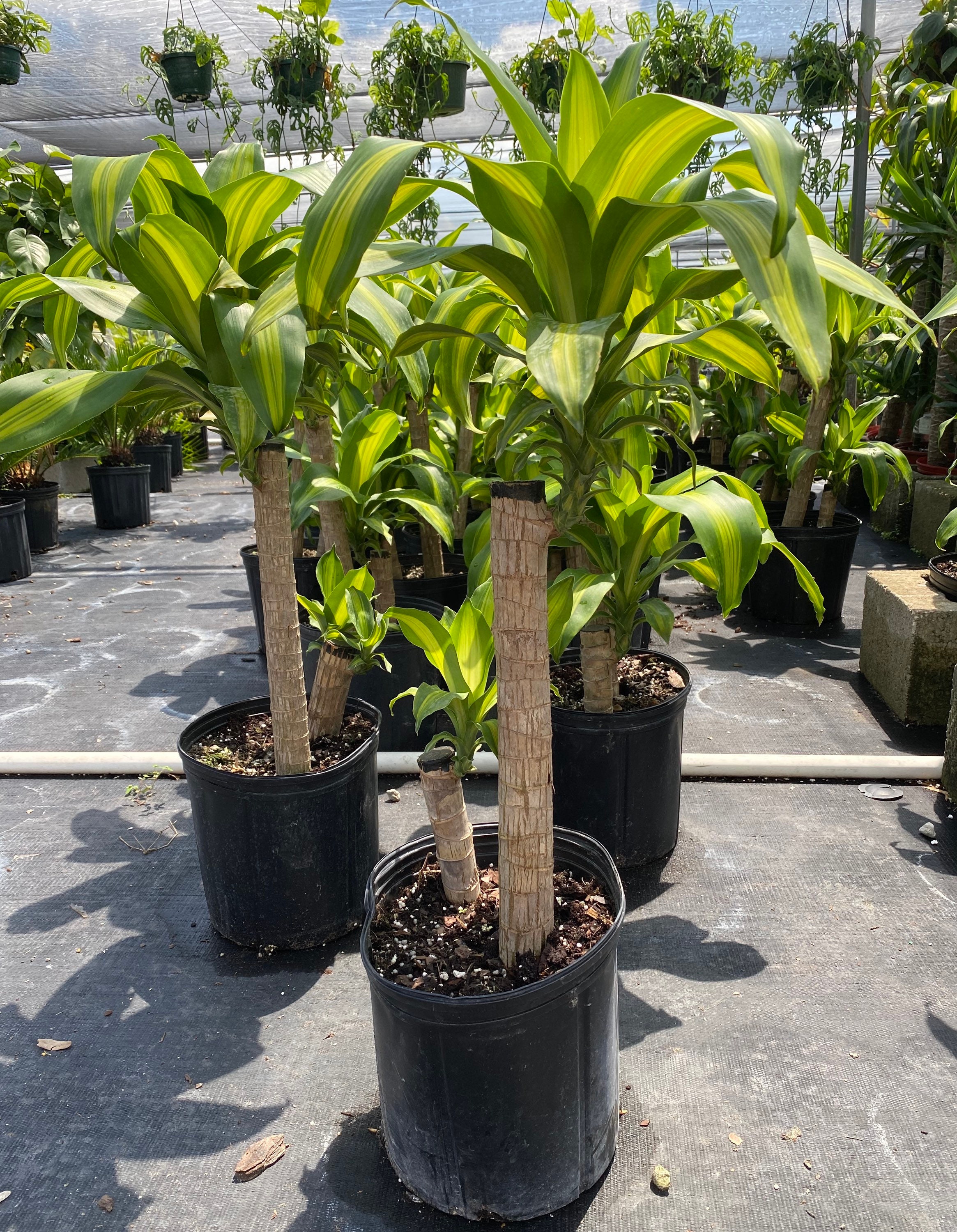 Dracaena Massangeana Mass Cane 2 Stem Staggered Corn Plant - Etsy