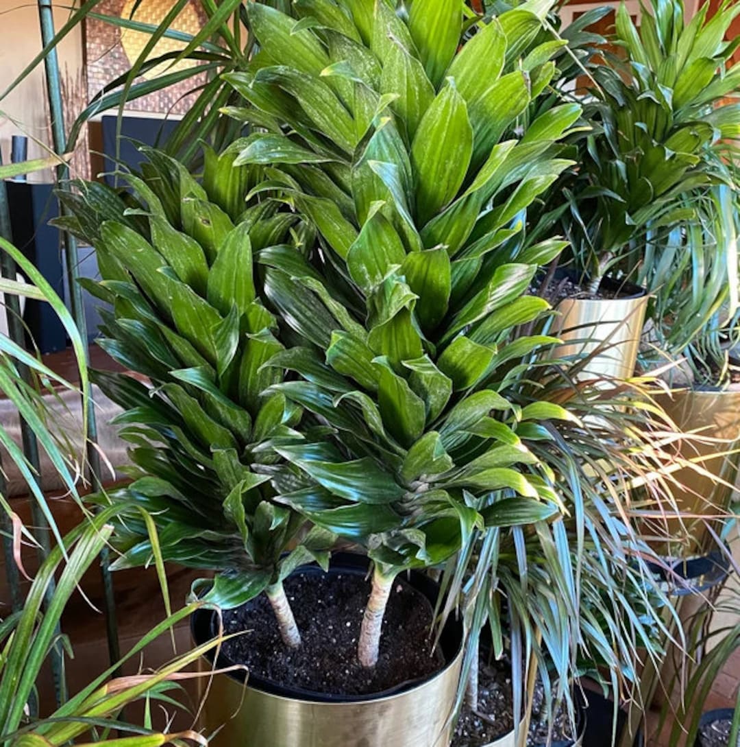 Dracaena Janet Craig Compacta Tree Form - Etsy