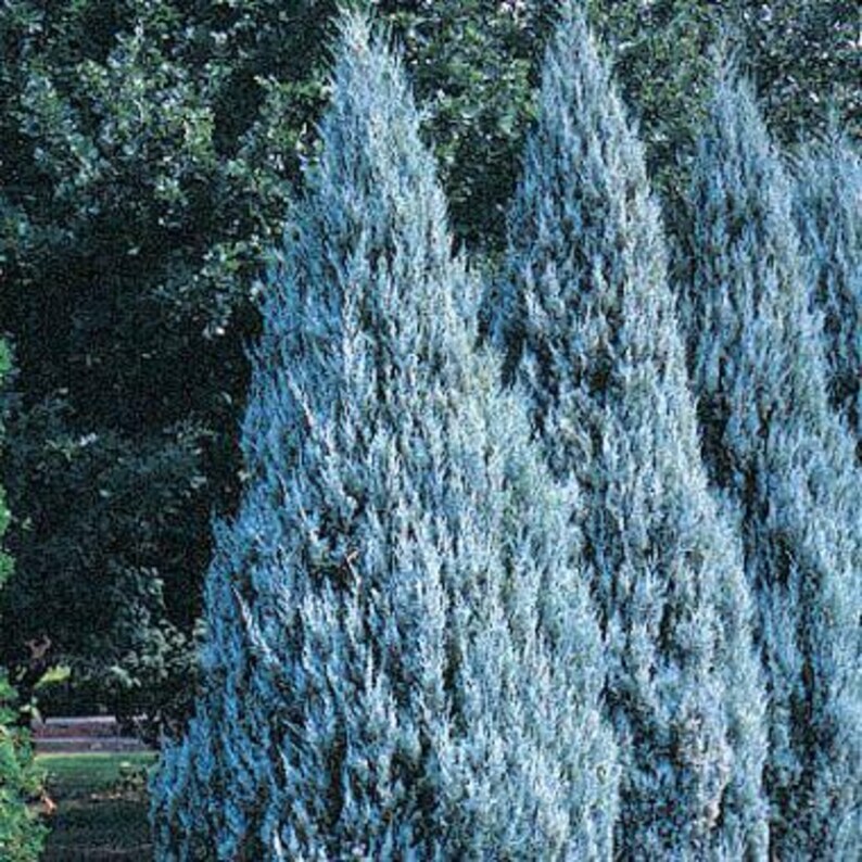 Wichita Blue, Rocky Mountain Juniper Tree, Juniperus Scopulorum - Etsy