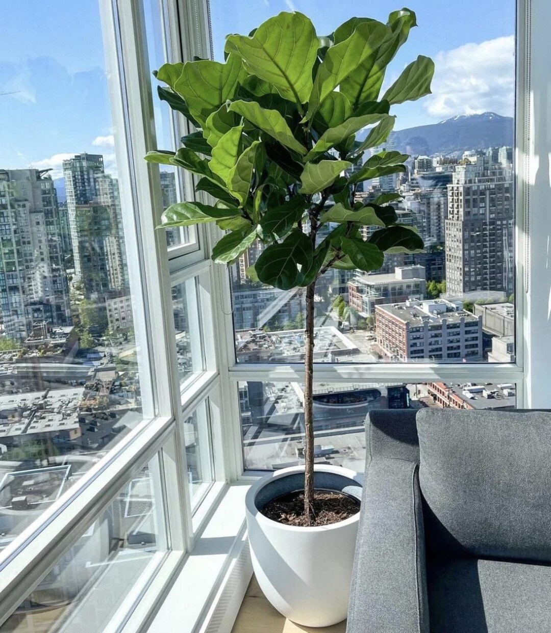 Ficus Lyrata Tree Form Single Stem, Fiddle Leaf Fig Tree - Etsy
