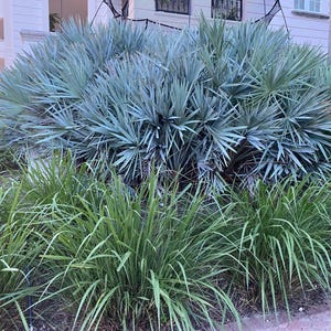 Dwarf Fakahatchee Ornamental Grass - Etsy