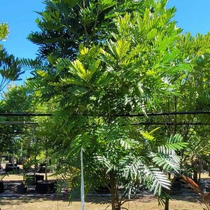 Japanese Fern Tree. Filicium Decipiens - Etsy