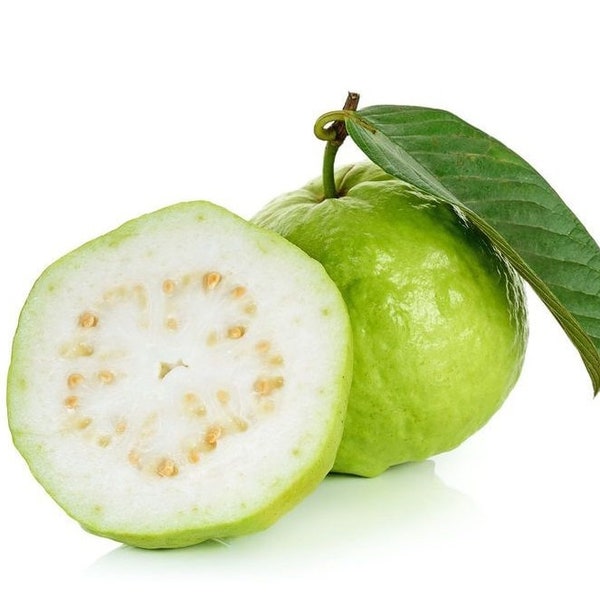 Thai Guava Tree - Etsy