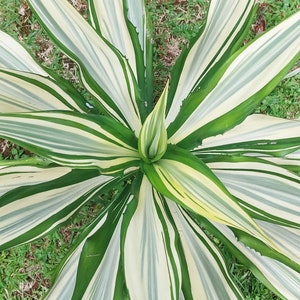 False Agave, Variegated Agave - Etsy