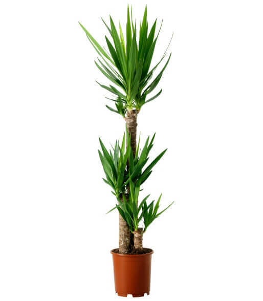 Dracaena Yucca Cane, Yucca Gigantea 2 Stem Staggered - Etsy