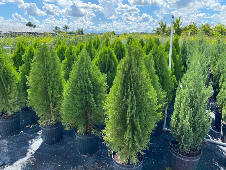 Thuja Green Giant Tree Blue Cone Arborvitae 5 Live Quart Size Plants ...