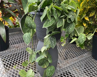 Silvery Ann Pothos - Etsy