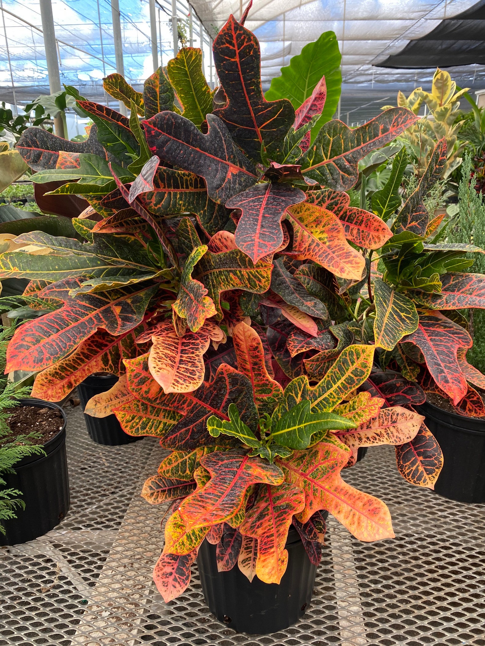 Croton Magnificent Live Plant Indoor or Outdoor - Etsy