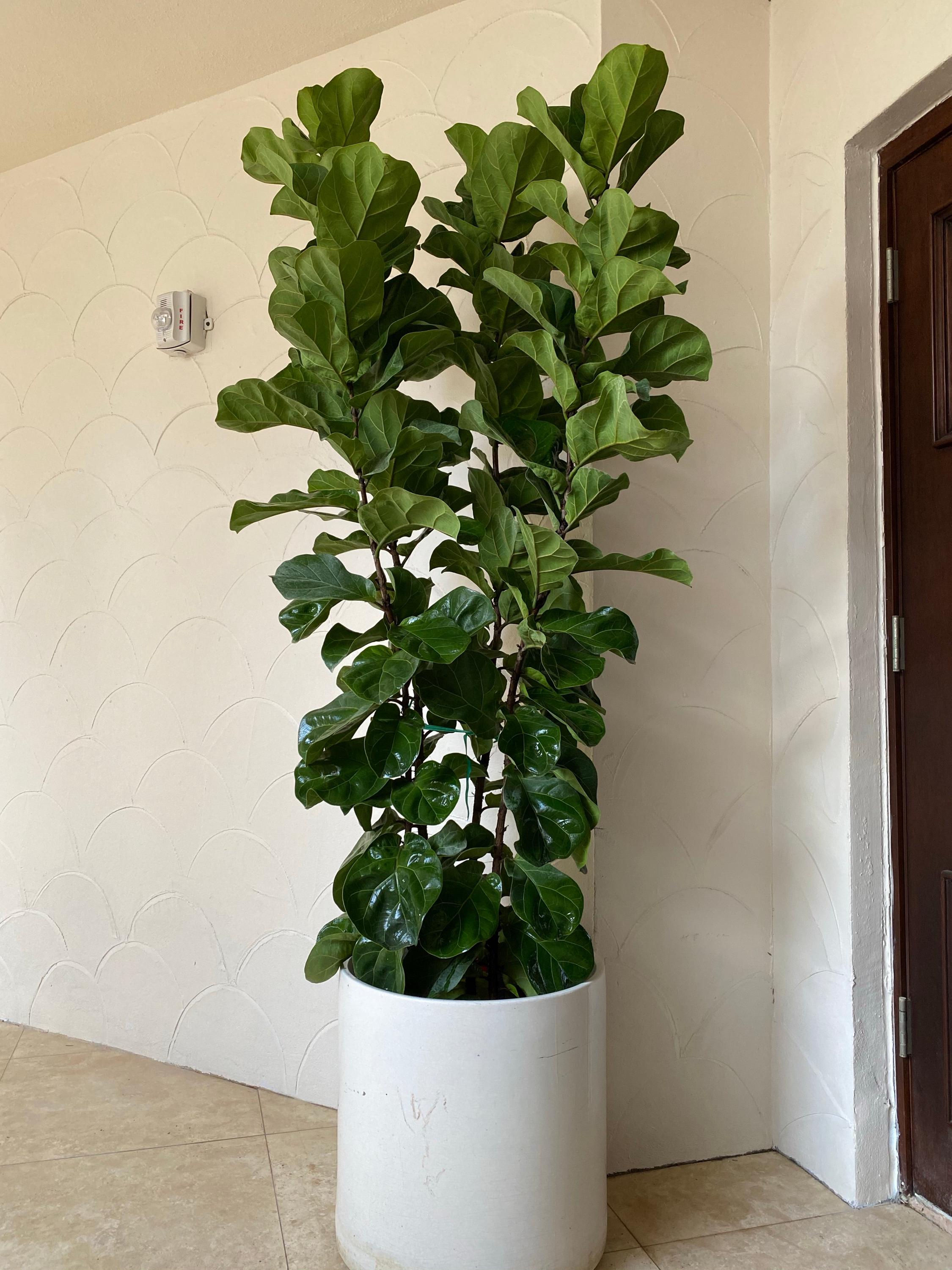 Ficus Bambino Tree Form Multi, Fiddle Leaf Fig Tree - Etsy