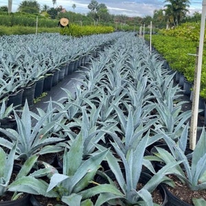 Agave Super Blue Americana, Century Plant - Etsy