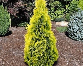 3 'yellow Ribbon' Thuja Occidentalis Arborvitae Live Plants Evergreen ...