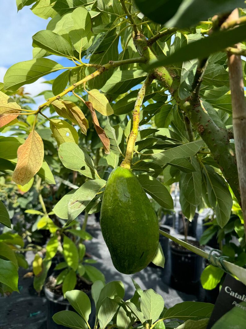 Monroe Avocado Fruit Tree, Cold Hardy Persea Americana - Etsy