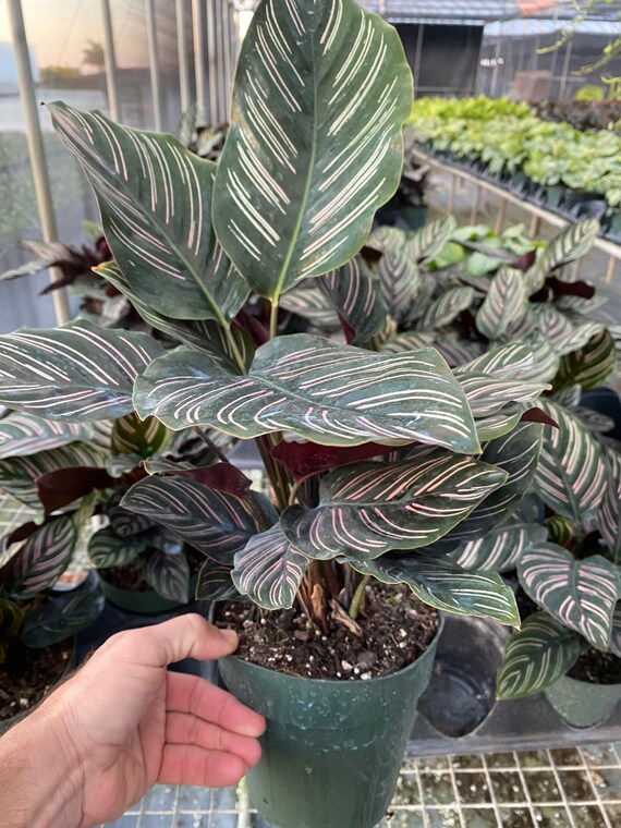 Prayer Plant Calathea