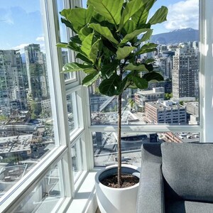 Ficus Lyrata Tree Form Single Stem, Fiddle Leaf Fig Tree - Etsy
